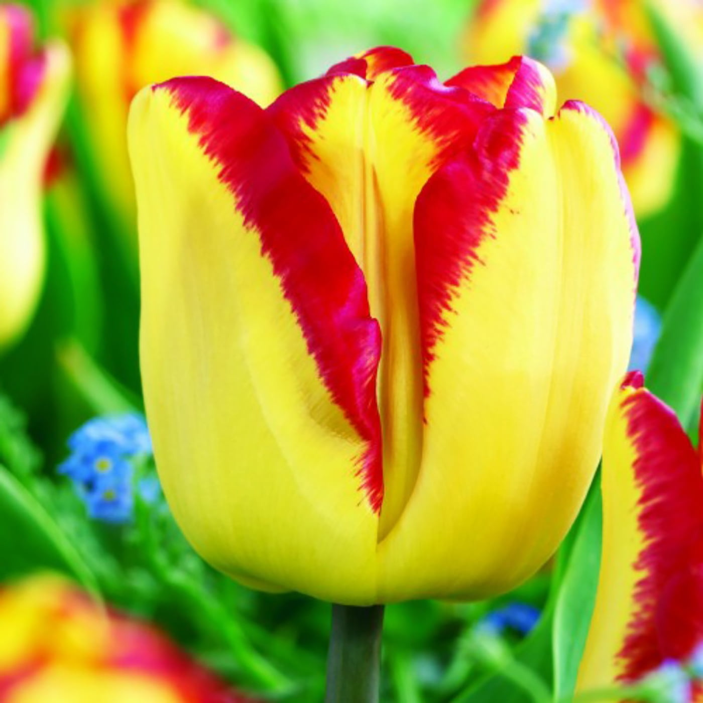 Cape Town Triumph Tulip 5 Bulbs - 12/+ cm Bulbs - Two-Tone Yellow/Red ...