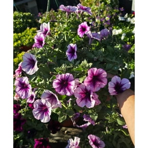 Petunias in Annuals - Walmart.com