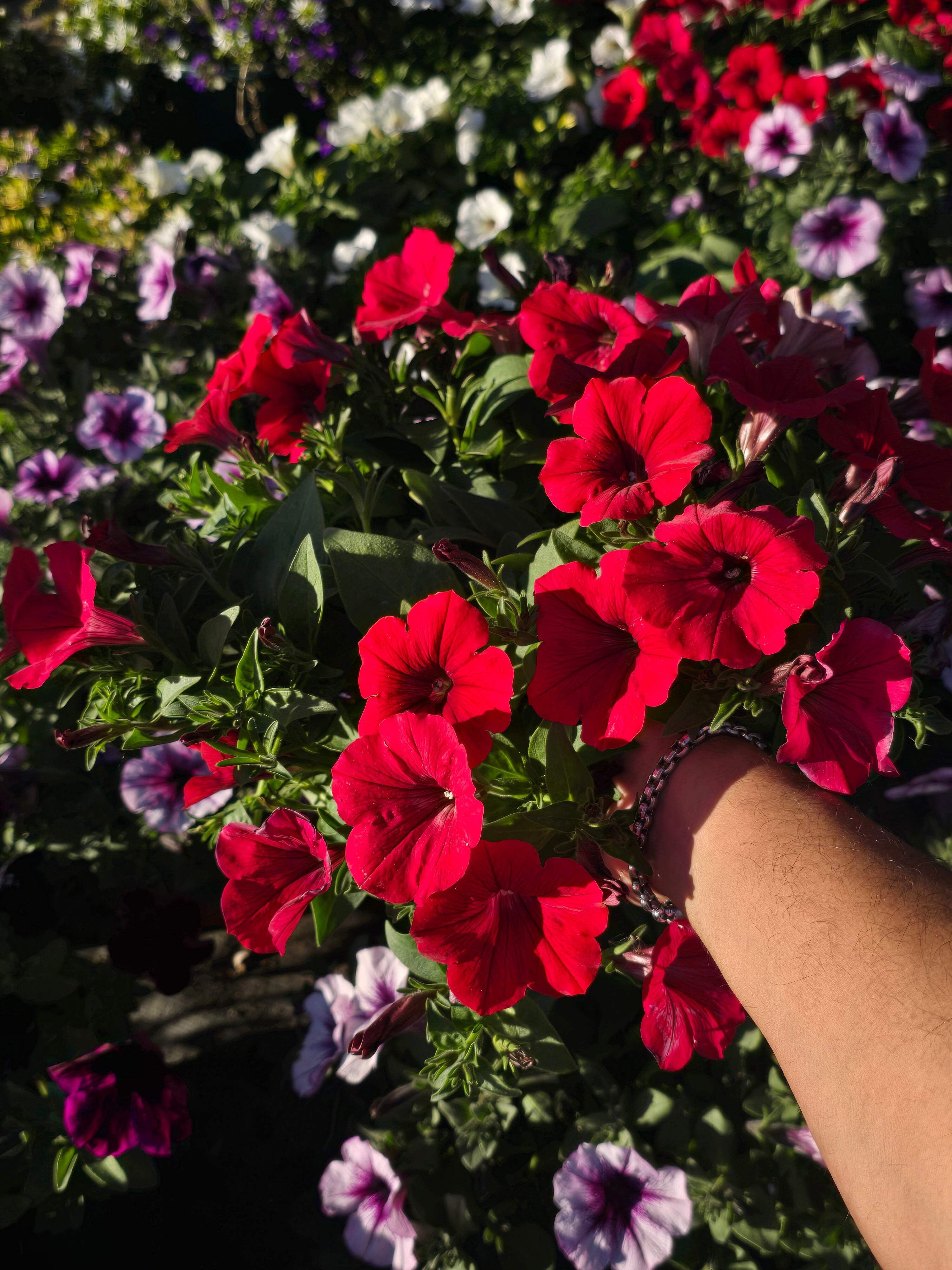 Capella Mulberry Petunia Panache Venetian Red in 6 inch Pot - Get ...