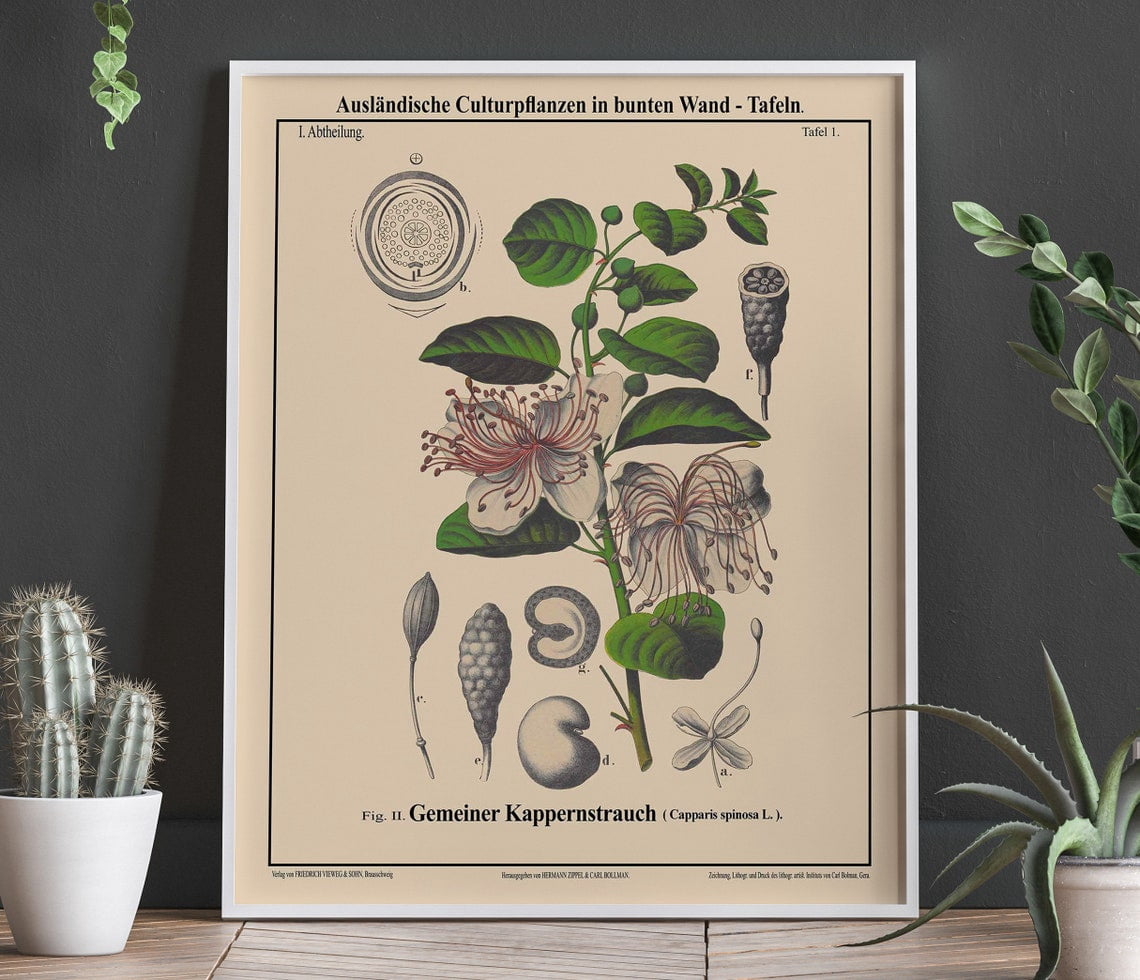 Caper Bush Botanical Art Capparis Spinosa Shrub Poster Wall Art, Modern ...