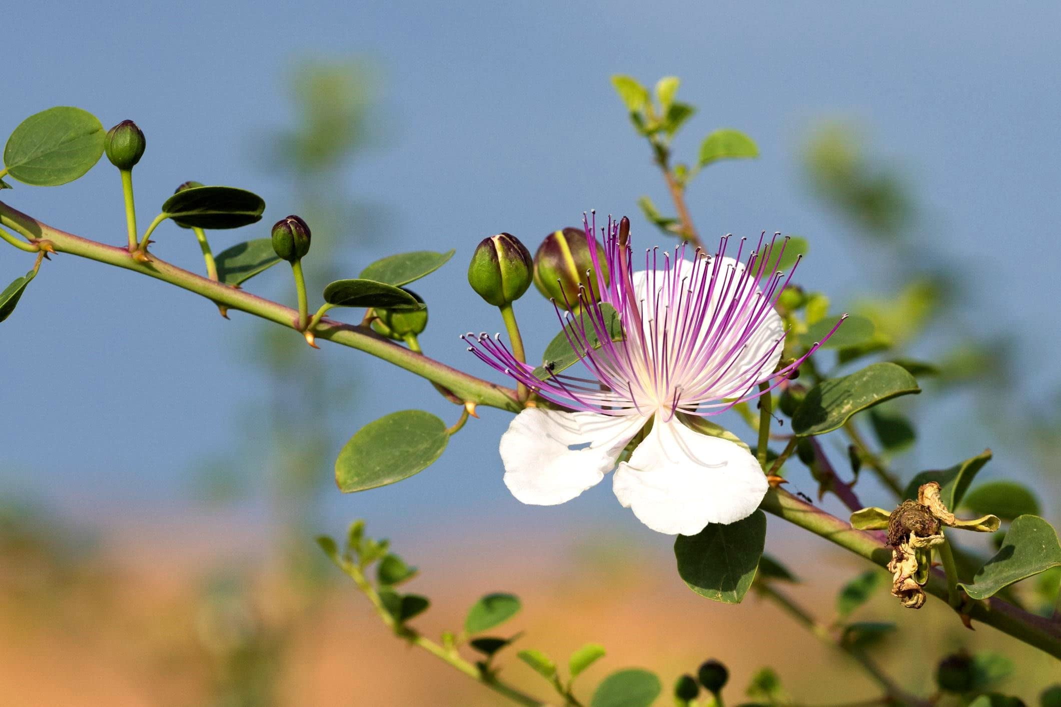 Caper Bush Plant 15 DHF10 Seeds for Planting Capparis Spinosa Alcaparra ...