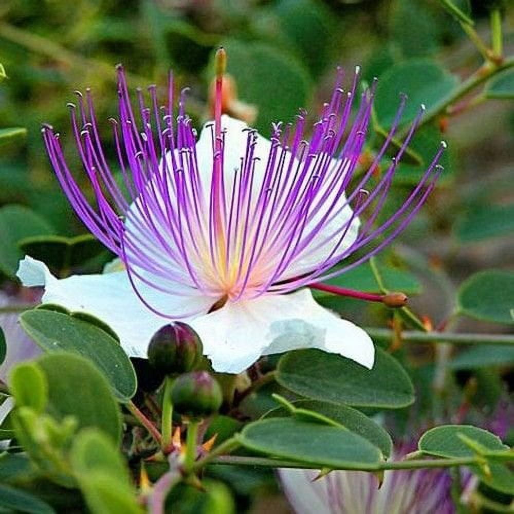Caper Bush Seeds (Capparis Spinosa) 25+Seeds - Walmart.com