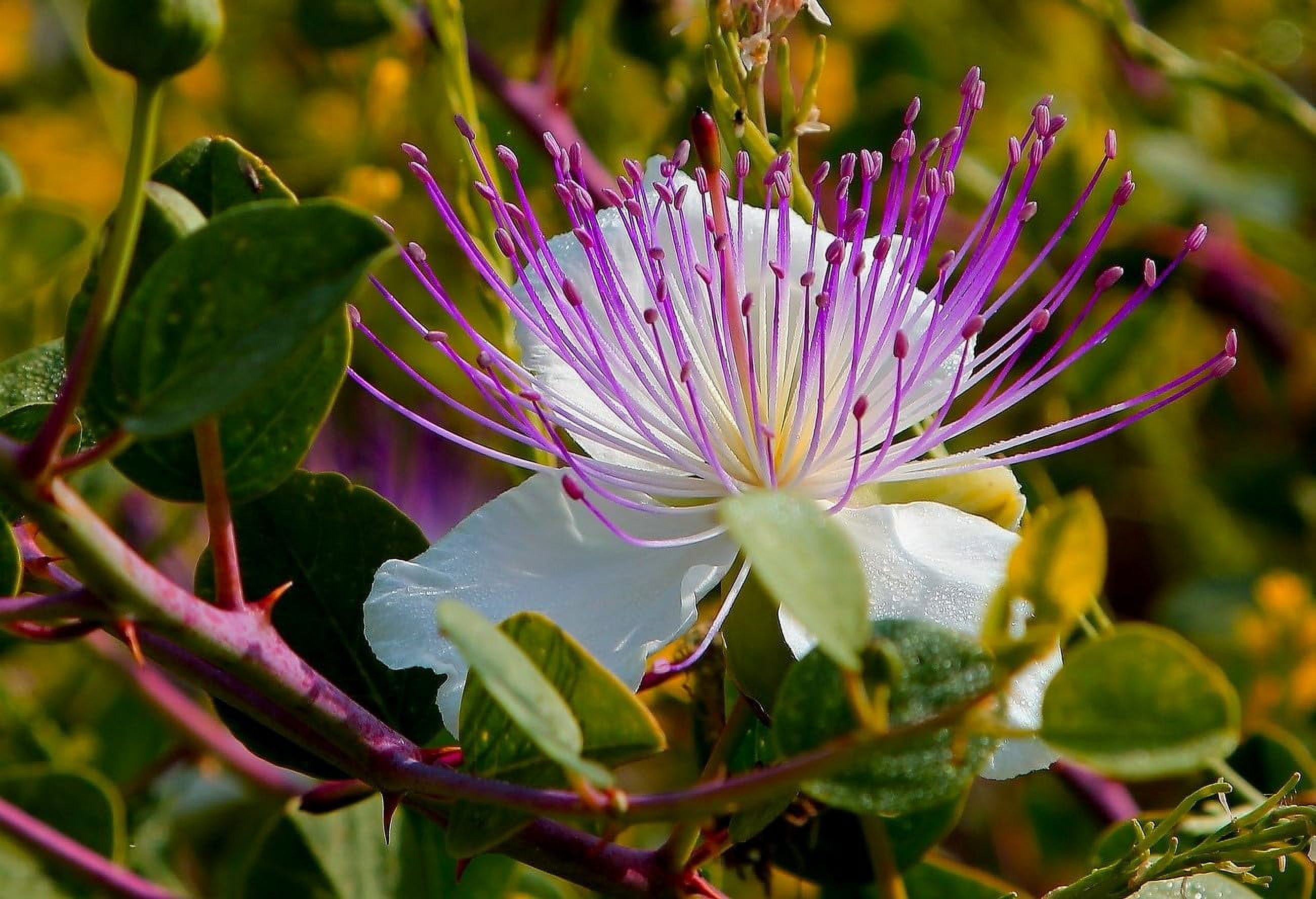 Caper Plant Bush Capparis Spinosa Edible Exotic Flowering Plant 15 ...