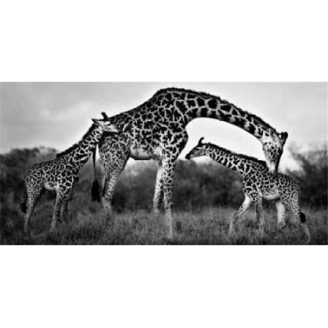 Capital Winn Devon PDXOXP100SMALL Giraffe Family Poster Print by Xavier ...