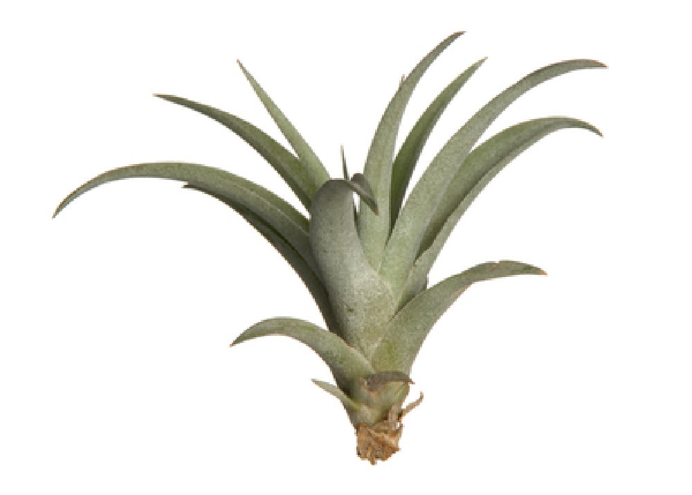 Capitata Peach Air Plant - Tillandsia capitata Peach - Walmart.com