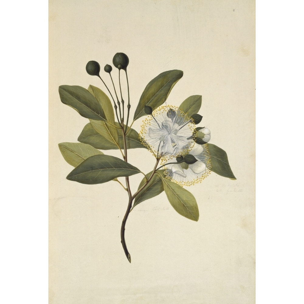 Capparis Lucida, Coast Caper Poster Print By Mary Evans Natural History ...