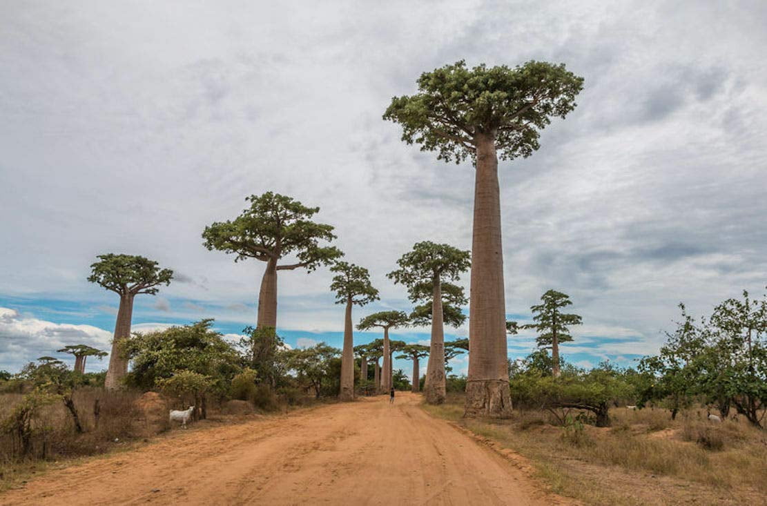 Capricata Baobab Tree Seeds (5 Pack), Rare Tropical Adansonia Digitata ...