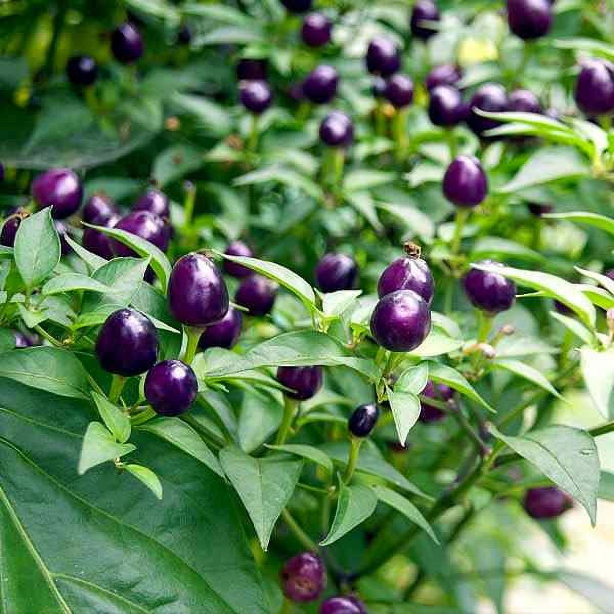 Capsicum Seeds - Ornamental Pepper Filius Blue Flower Seed - 2000 Seeds ...