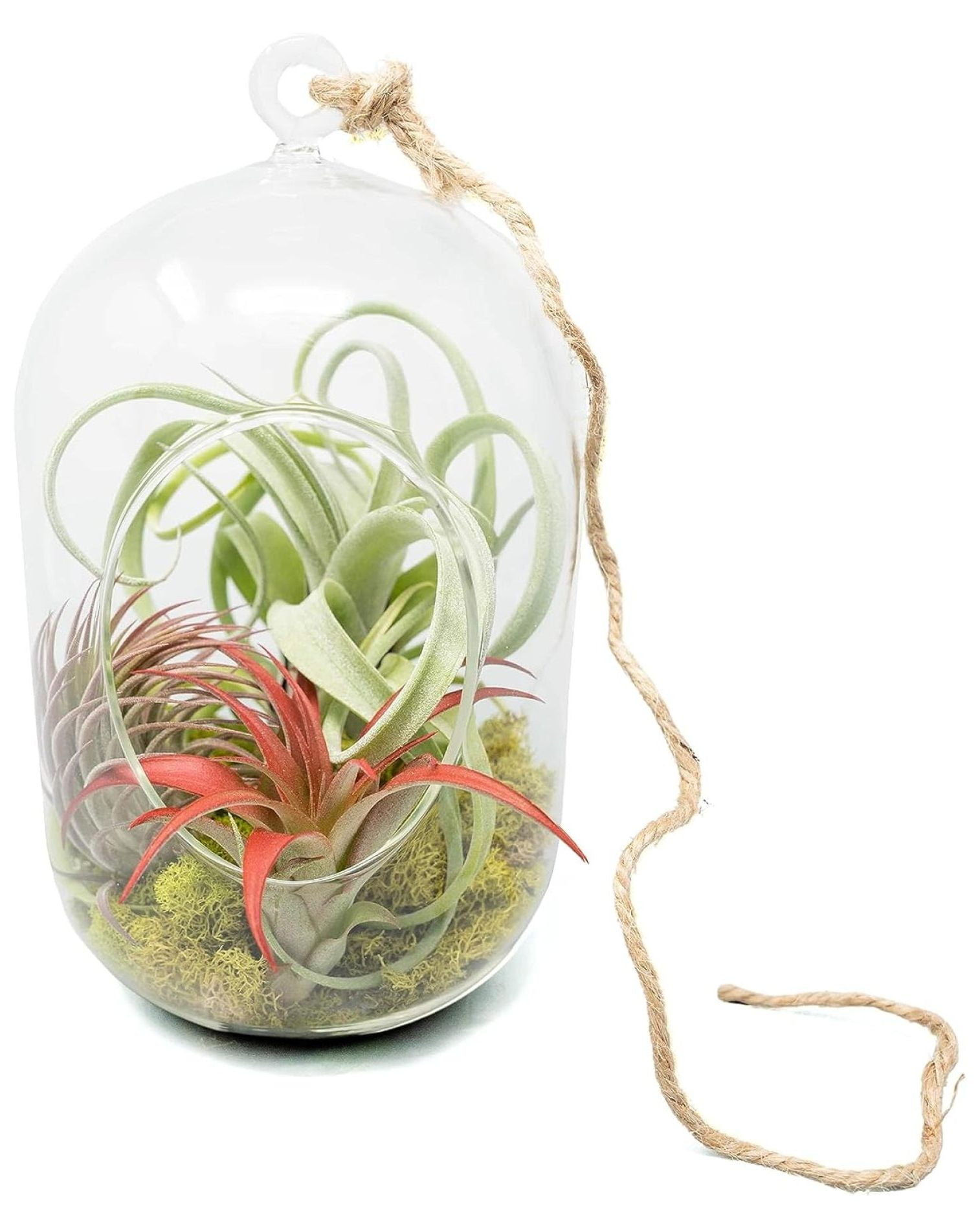 Capsule Terrarium with Moss and Tillandsia Air Plants - Wholesale and ...