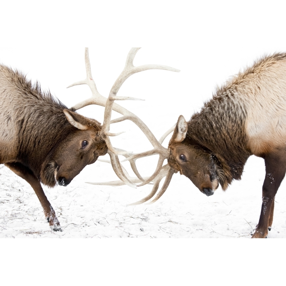 Captive: A Pair Of Large Rocky Mountain Elk Lock Antlers And Fight ...
