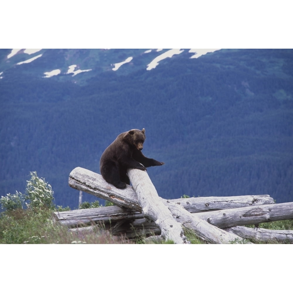 Captive Brown Bear Sits On Top Of A Pile Of Dead Trees At The Alaska ...