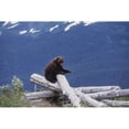 Captive Brown Bear Sits On Top Of A Pile Of Dead Trees At The Alaska ...
