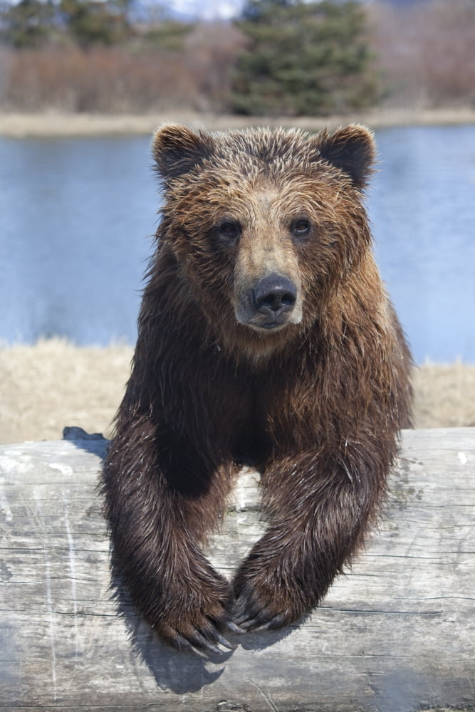 Captive Female Brown Bear At The Alaska Wildlife Conservation Center