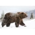 Captive: Female Grizzly Walks Through Snow Alaska Wildlife Conservation ...