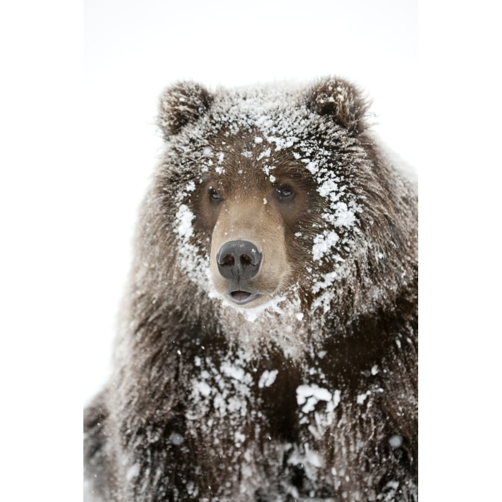 Captive Male Brown Bear With A Frosty Face Lying On Snow Alaska ...