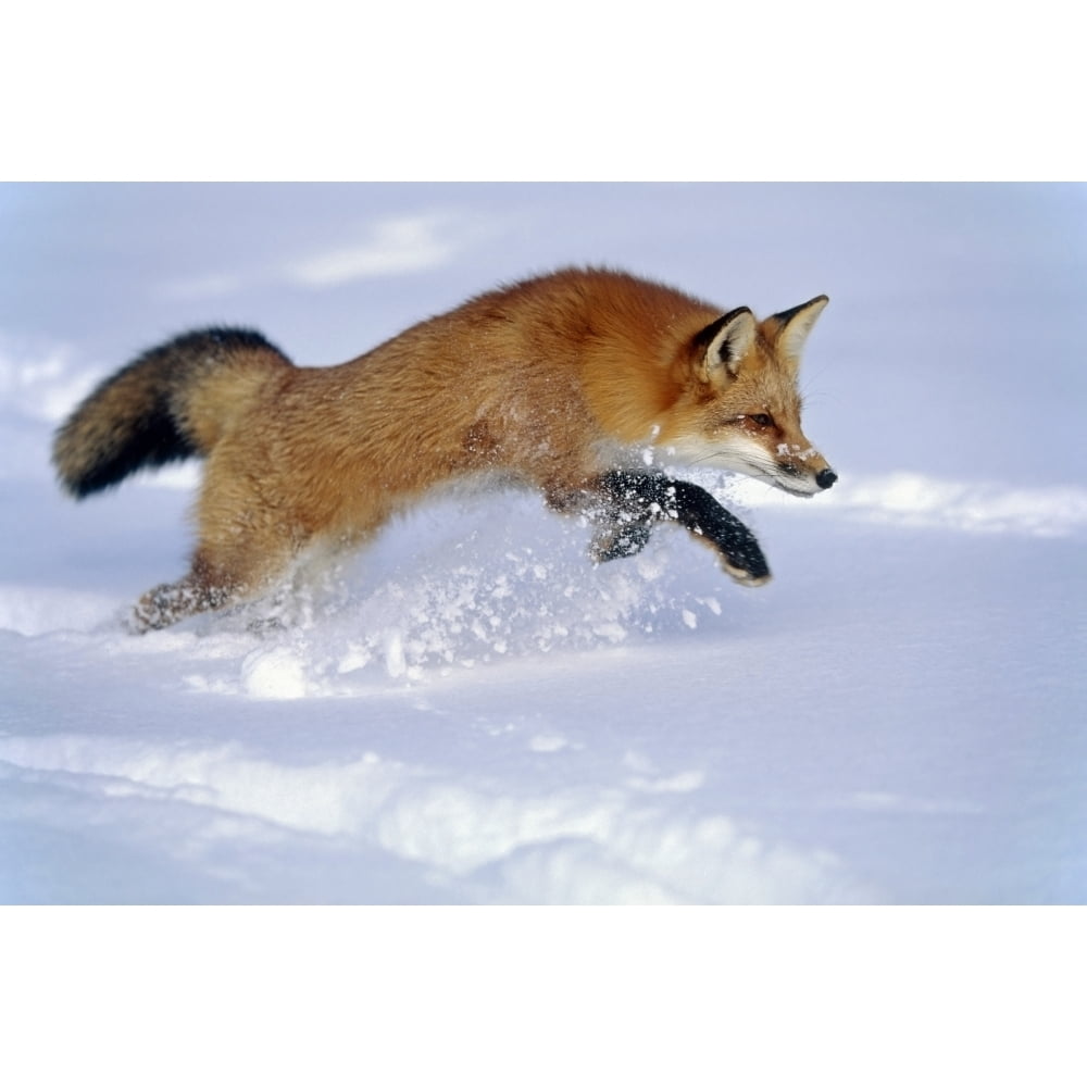 Captive Red Fox Pouncing Winter by Tom Soucek / Design Pics (17 x 11 ...