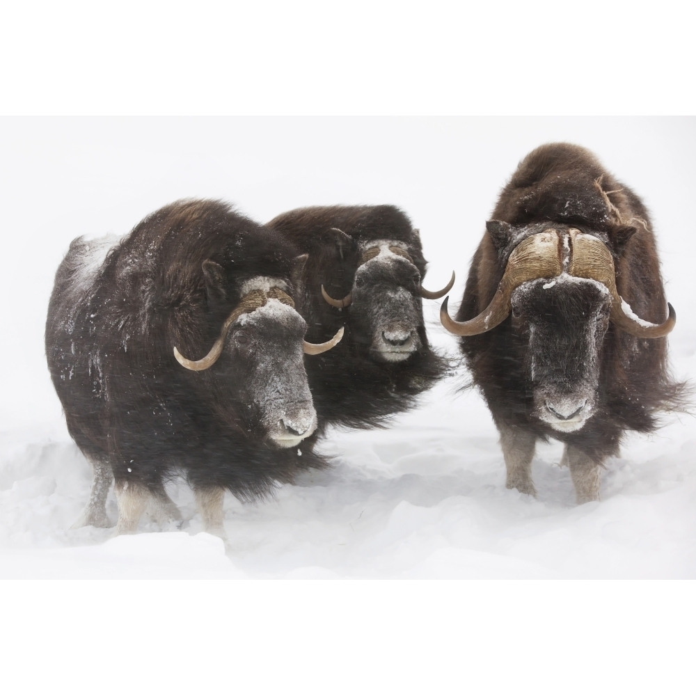 Captive: Three Musk Ox Stand In Deep Snow During A Winter Storm Alaska ...
