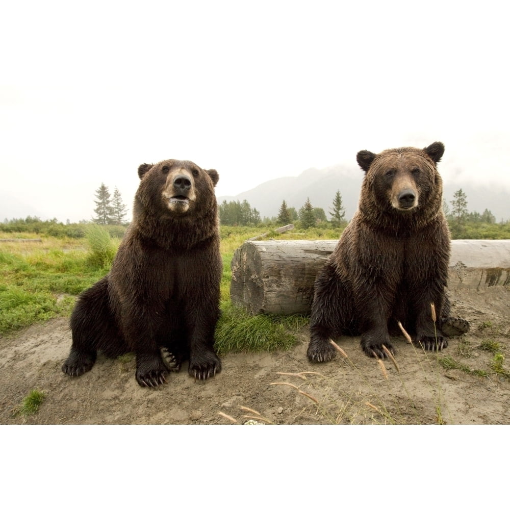 Captive: Two Brown Bears Sitting Near Log At The Alaska Wildlife ...