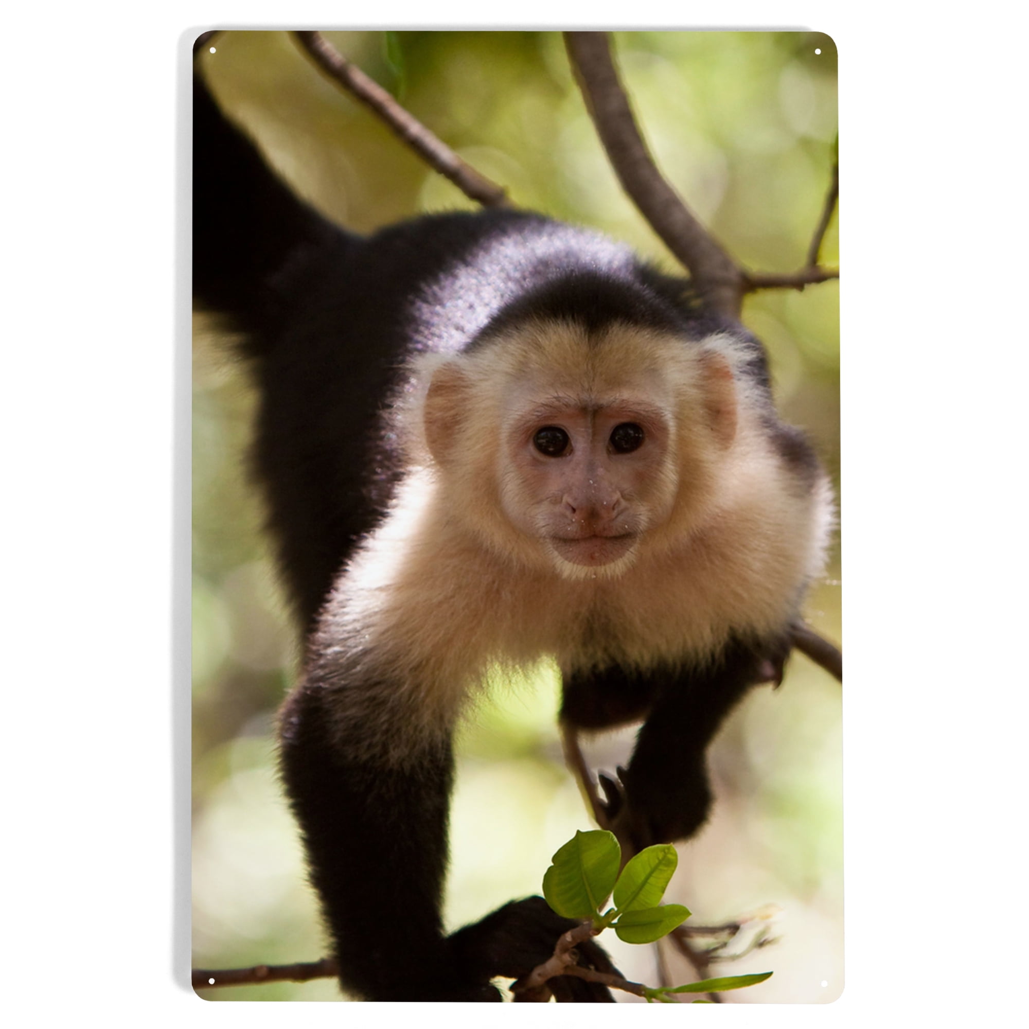 Capuchin Monkey (12x18 Aluminum Art, Indoor Outdoor Metal Sign Decor ...