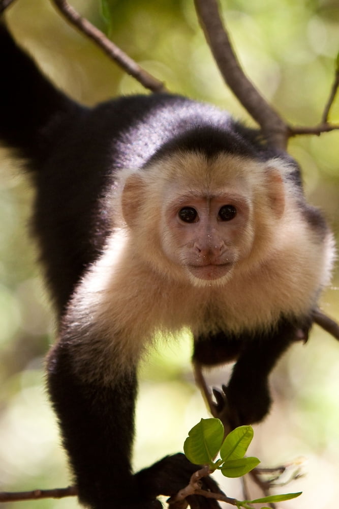Capuchin Monkey (12x18 Wall Art Poster, Room Decor) - Walmart.com