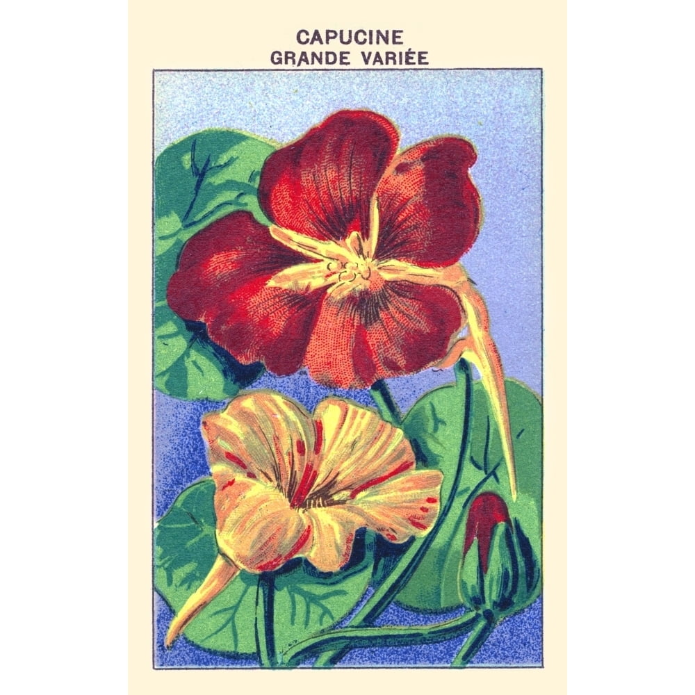 Capucine Grande Variee Poster Print by unknown (18 x 24) - Walmart.com