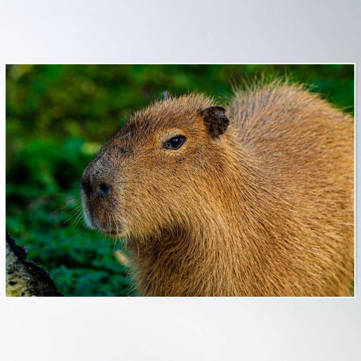 Capybara Deep In Thought Poster Wall Art, Modern Wall Decor For Living ...
