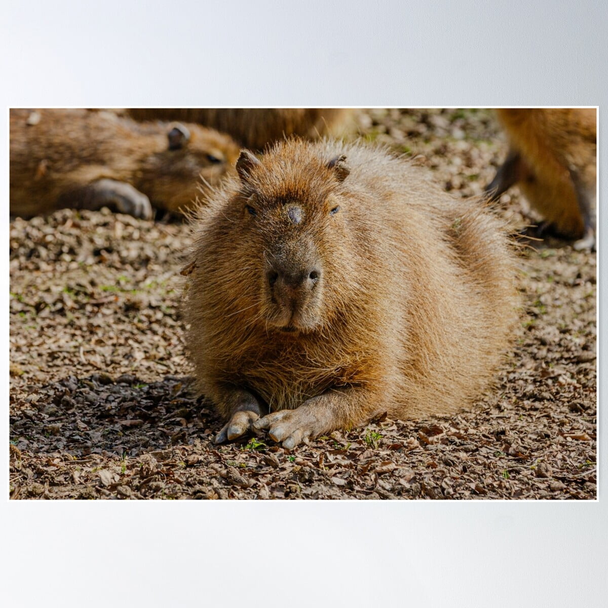 Capybara Dozing In The Sunshine Poster Wall Art, Modern Wall Decor For ...