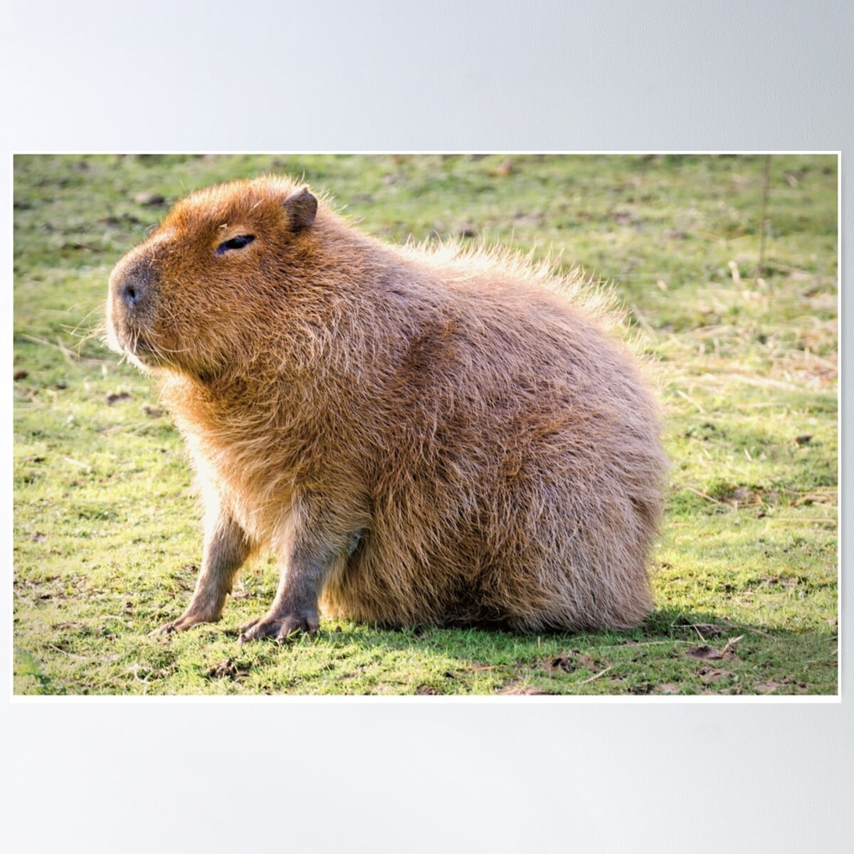 Capybara Poster Wall Art, Modern Wall Decor For Living Room Bedroom ...