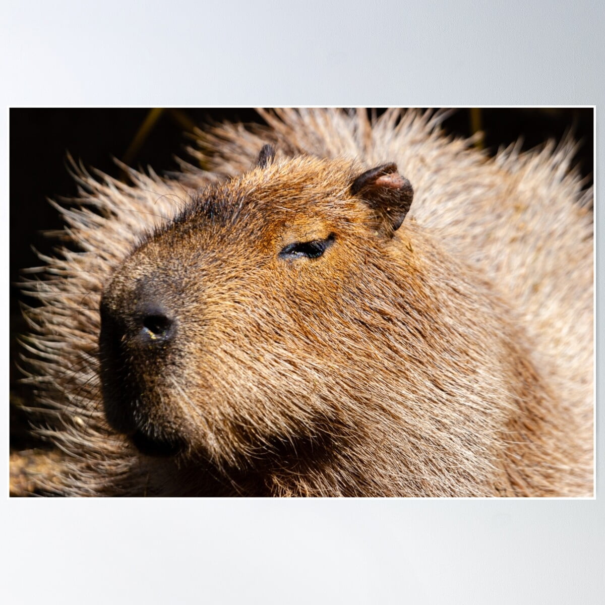 Capybara Profile Poster Wall Art, Modern Wall Decor For Living Room ...