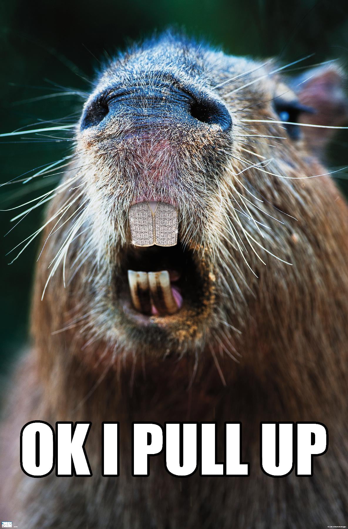 Capybara - Pull Up Wall Poster, 14.725" x 22.375" - Walmart.com