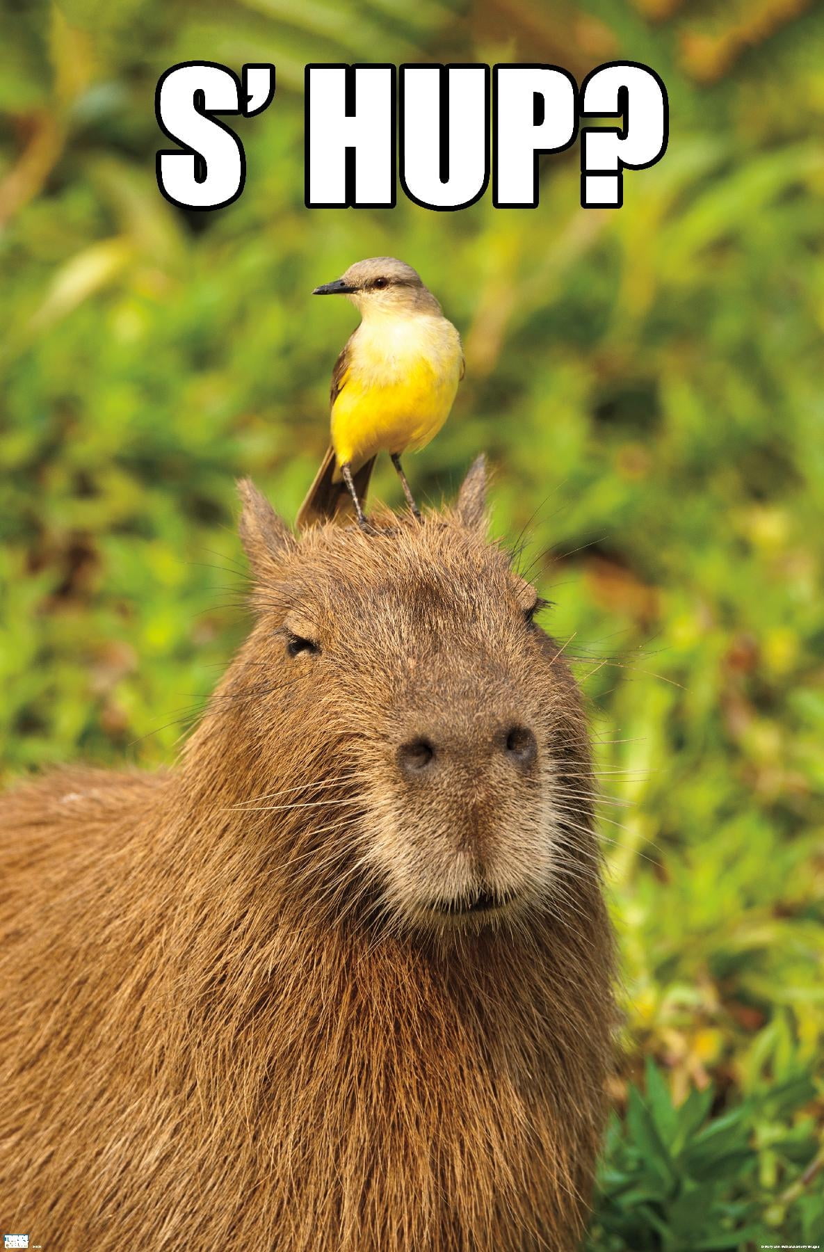 Capybara - S' Hup Wall Poster, 14.725" x 22.375" - Walmart.com