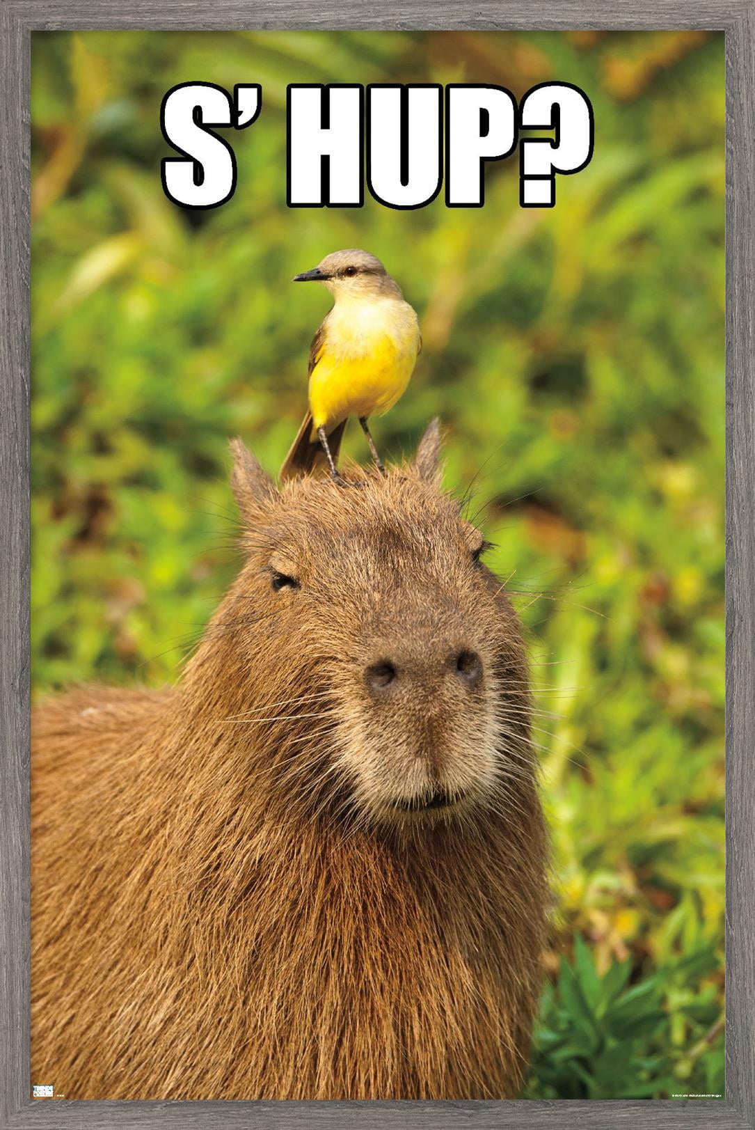 Capybara - S' Hup Wall Poster, 22.375" x 34" Framed - Walmart.com