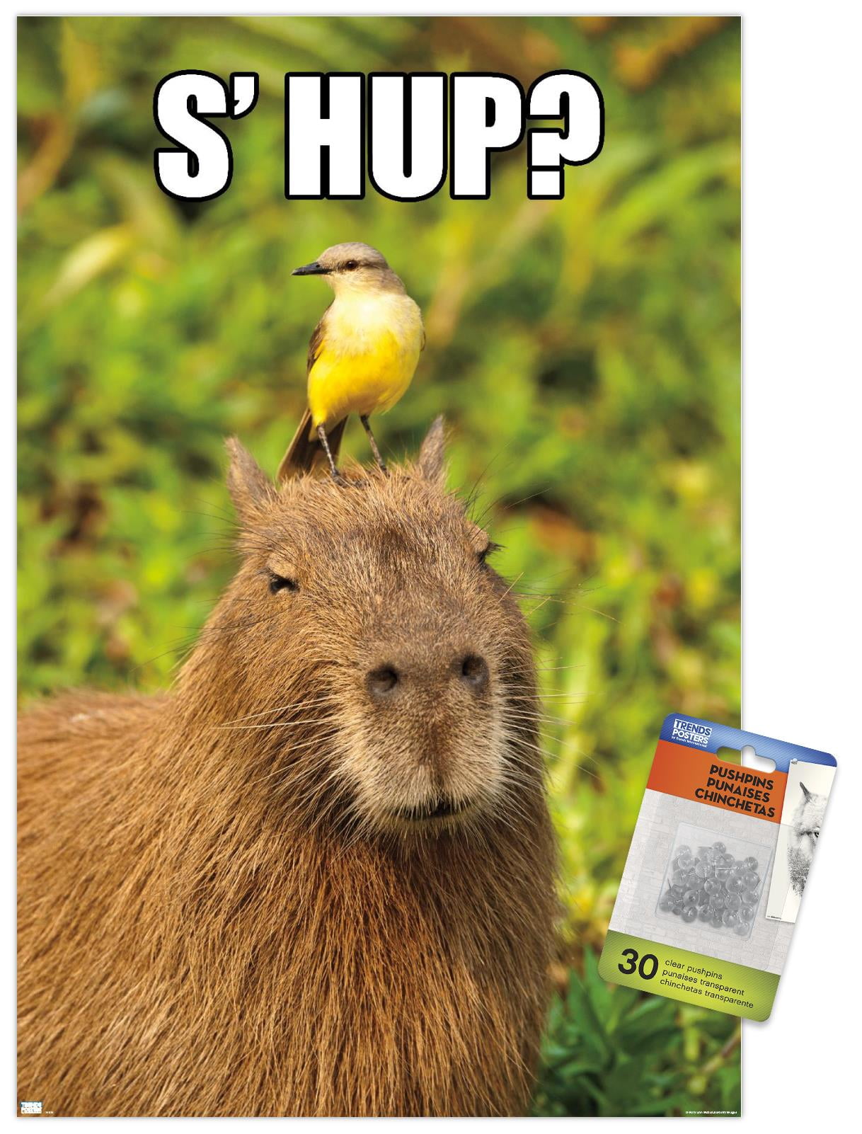 Capybara - S' Hup Wall Poster with Push Pins, 14.725" x 22.375 ...
