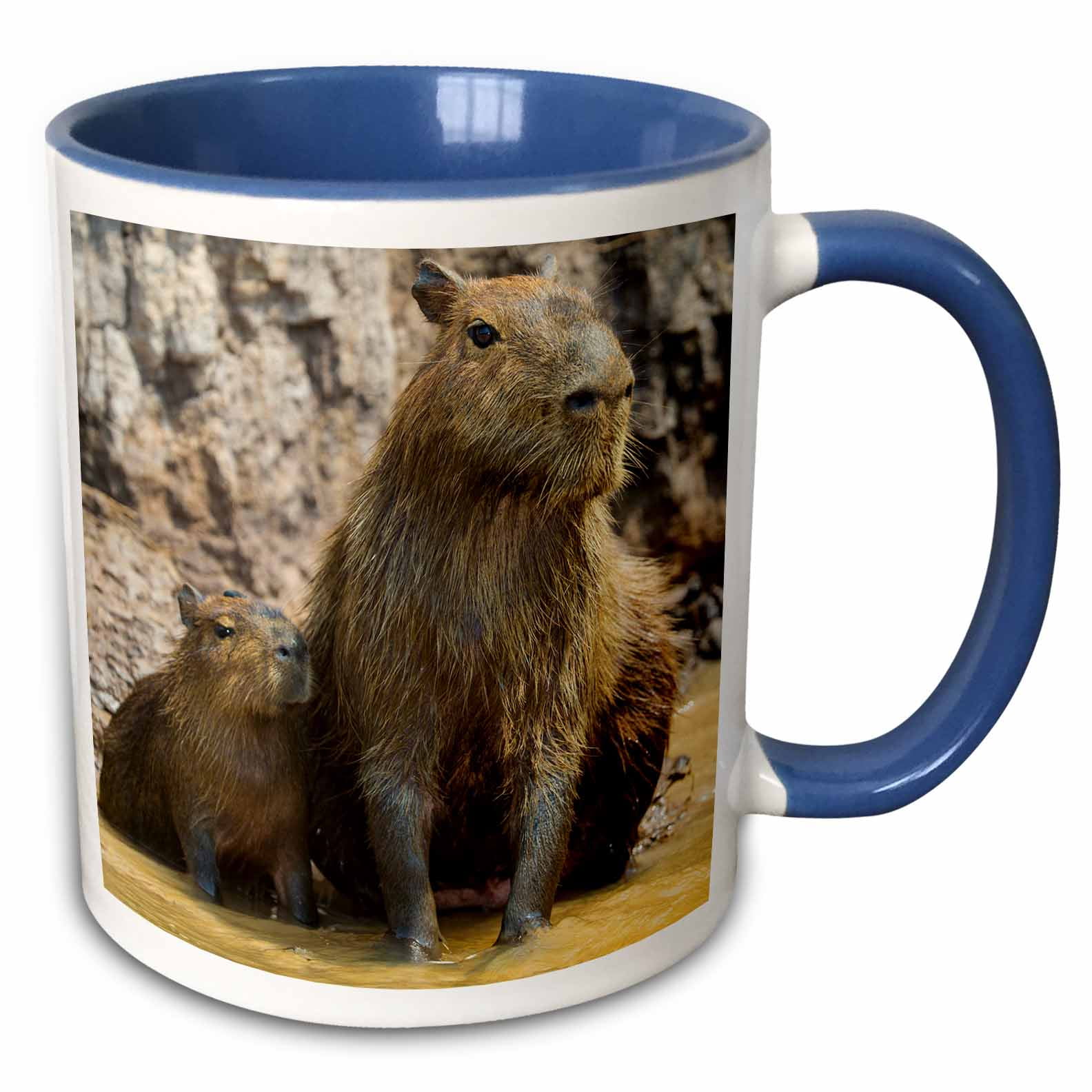 3drose, Capybaras Are Rodents Found in the Pantanal, Brazil. with Young ...