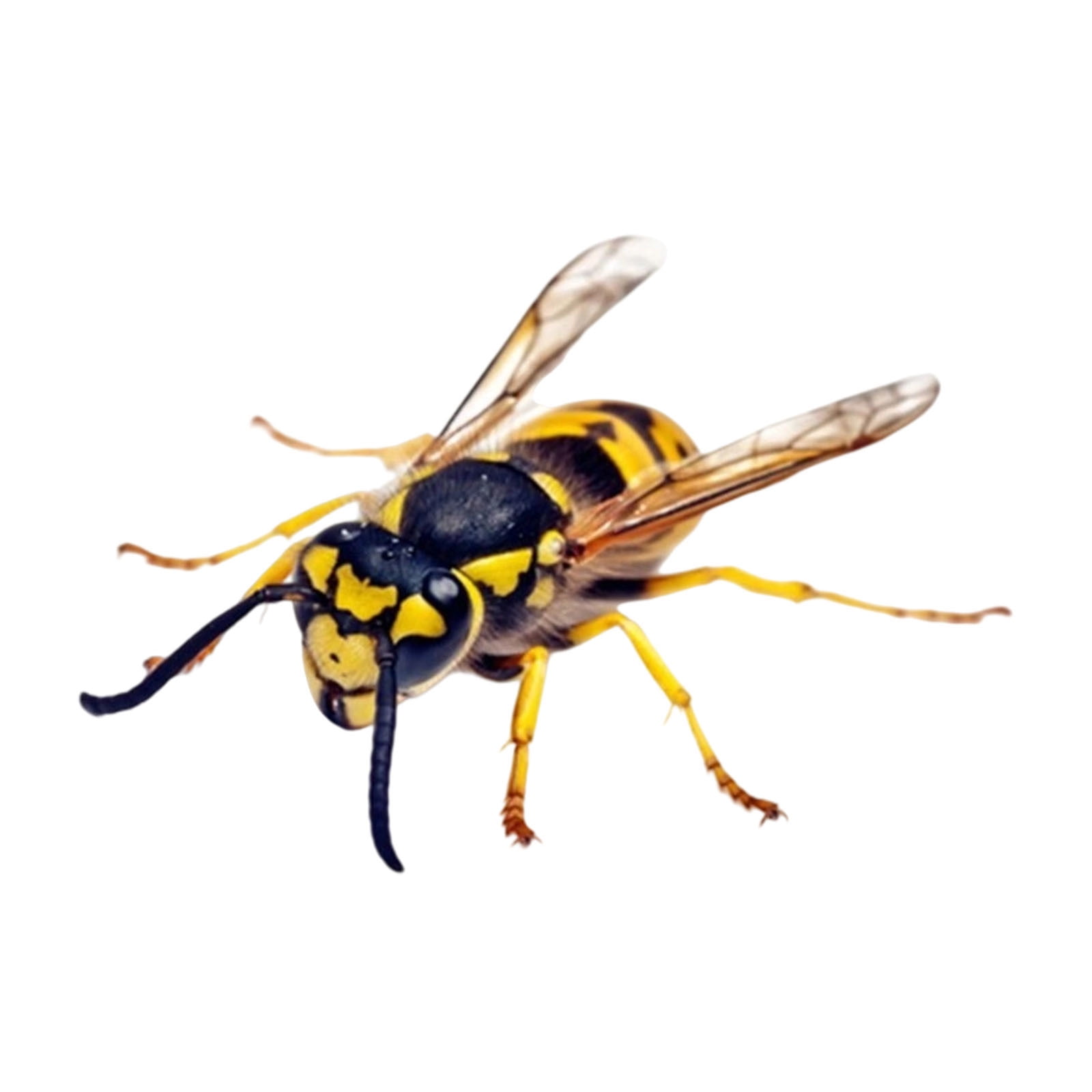 Car Decal Car Gas Cap Decal Vinyl Sticker Insect Design Weatherproof ...