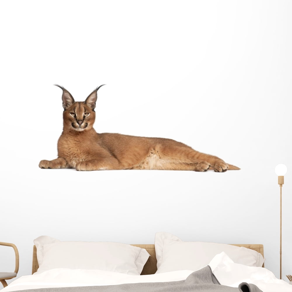 Caracal Caracal Caracal Wall Decal by Wallmonkeys Peel and Stick ...