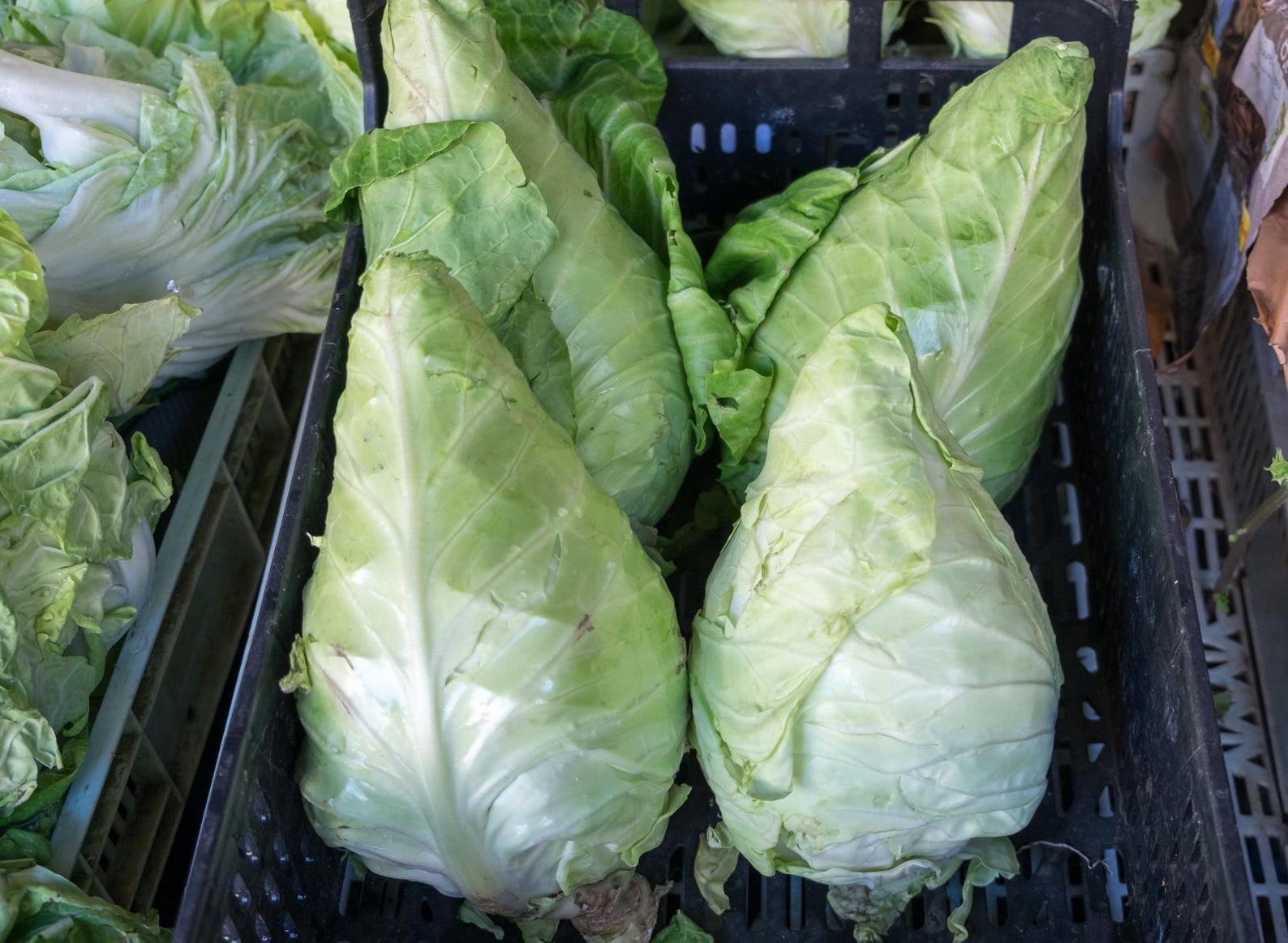 Caraflex Pointed Cabbage Cole Slaw Sauerkraut Premium Seed Packet ...