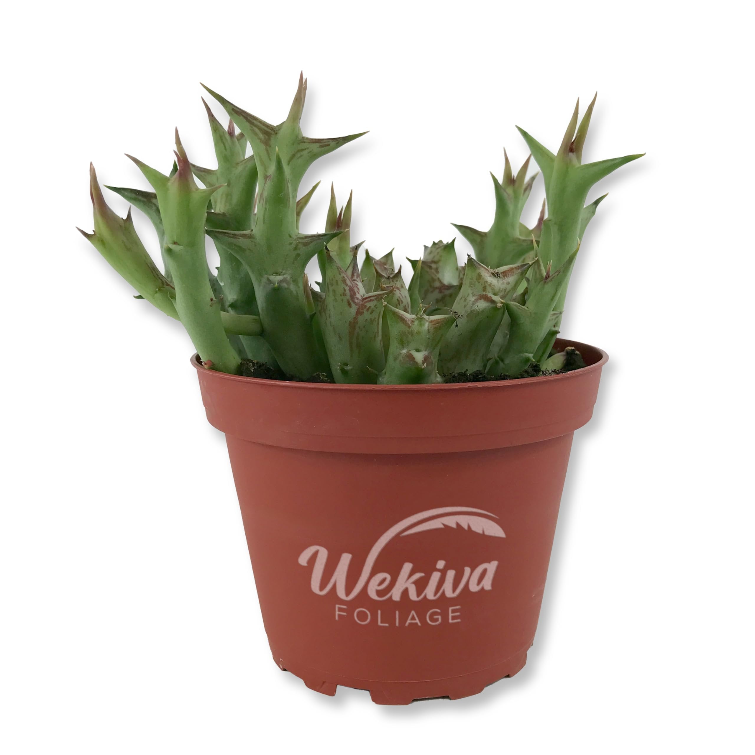 Caralluma Cactus - Variegated - Live Plant in a 4 Inch Pot - Orbea ...