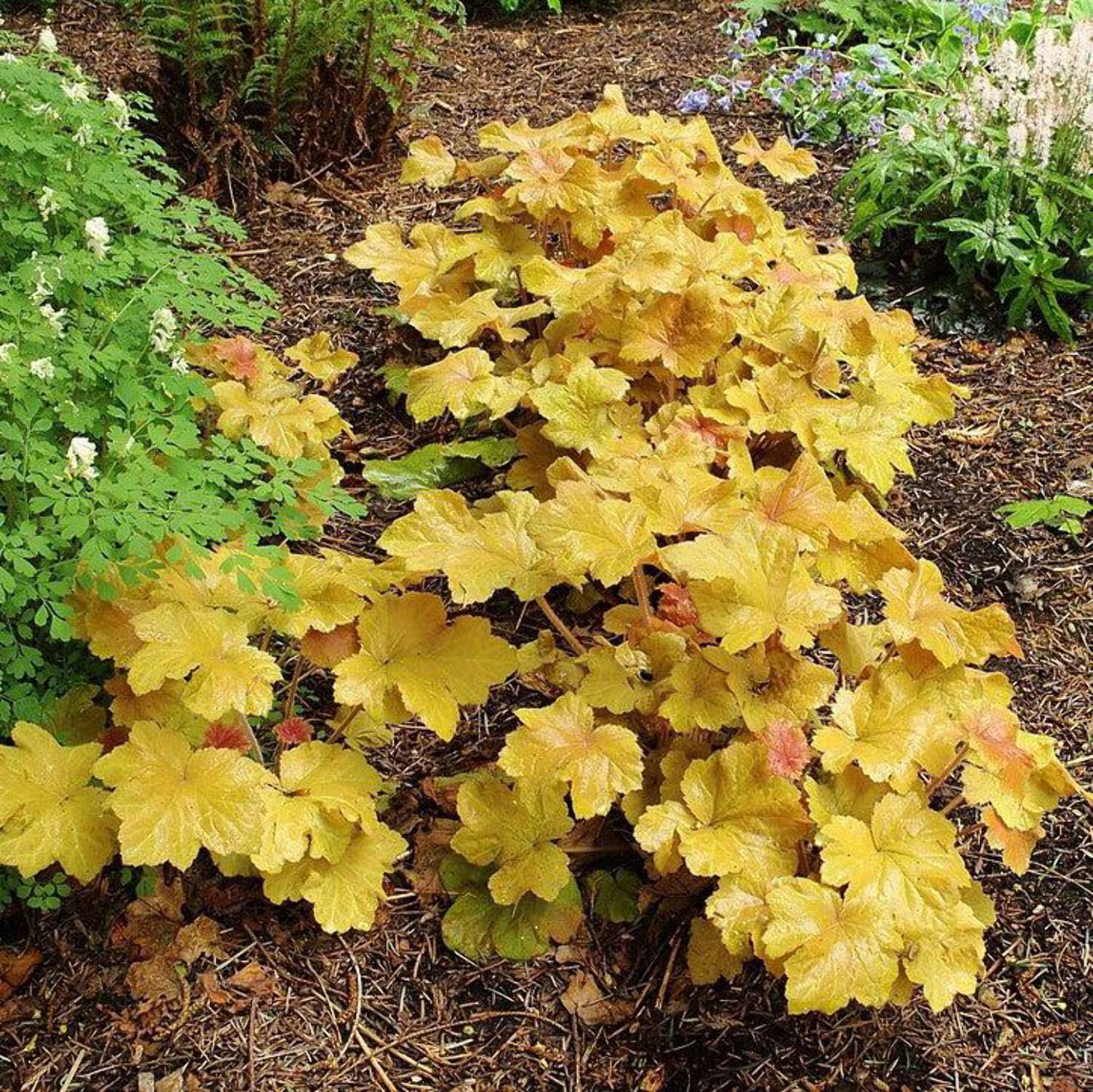 Heuchera Caramel, Coral Bells, - 1 gal, Live Perennial Plant, Part Sun ...