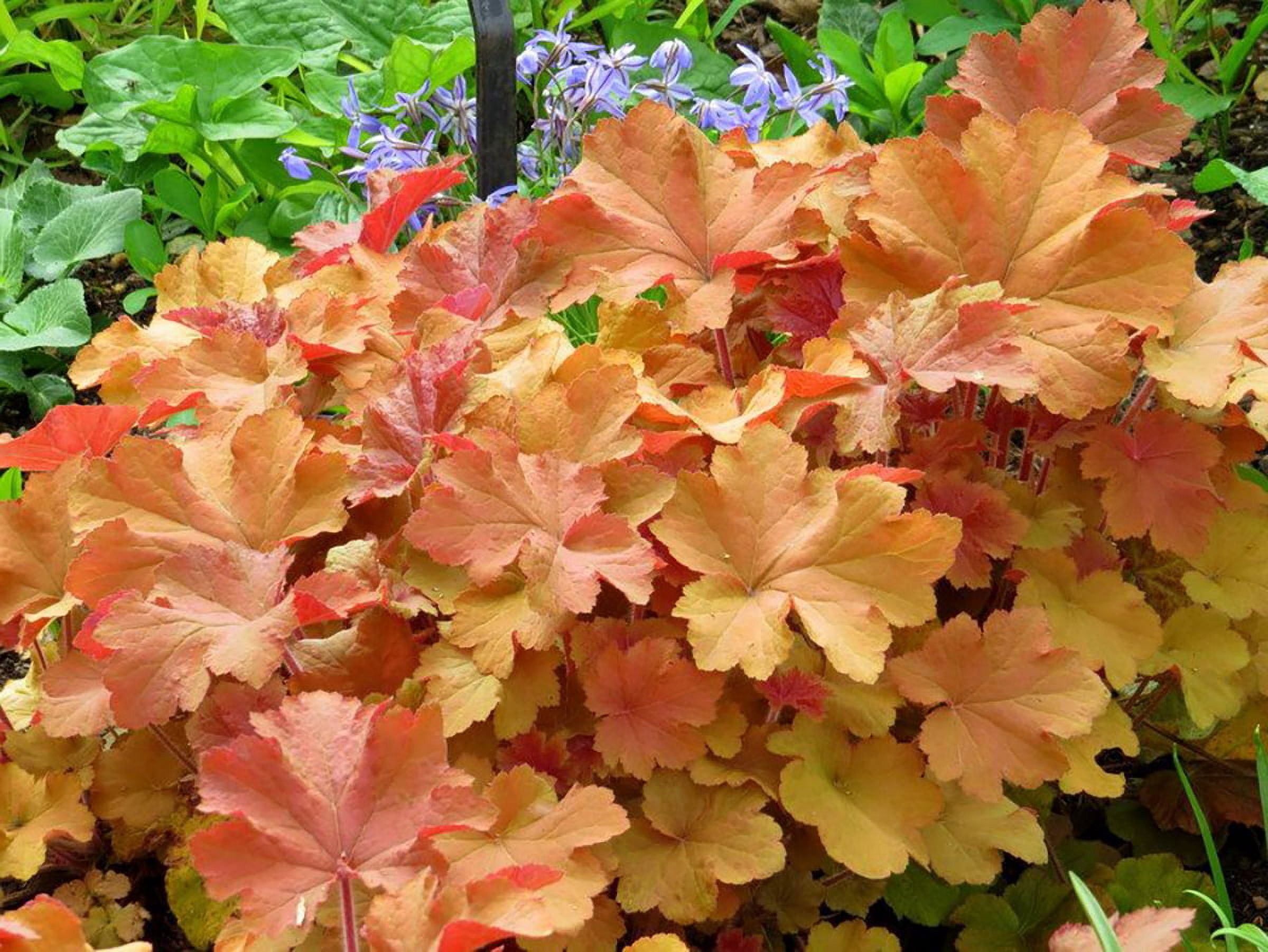 Caramel Coral Bells - Heuchera - Live Indoor Plant - Gallon Pot ...