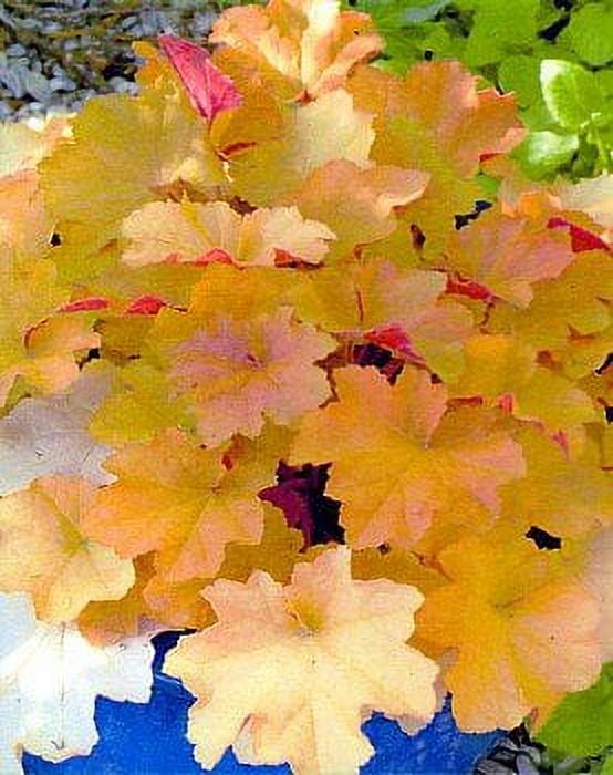 Caramel Coral Bells - Heuchera - Shade Perennial - 2.5" Pot - Walmart.com