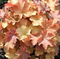 Caramel Heuchera in Trade Gallon Size Containers// Coral Bells--(0.667 ...