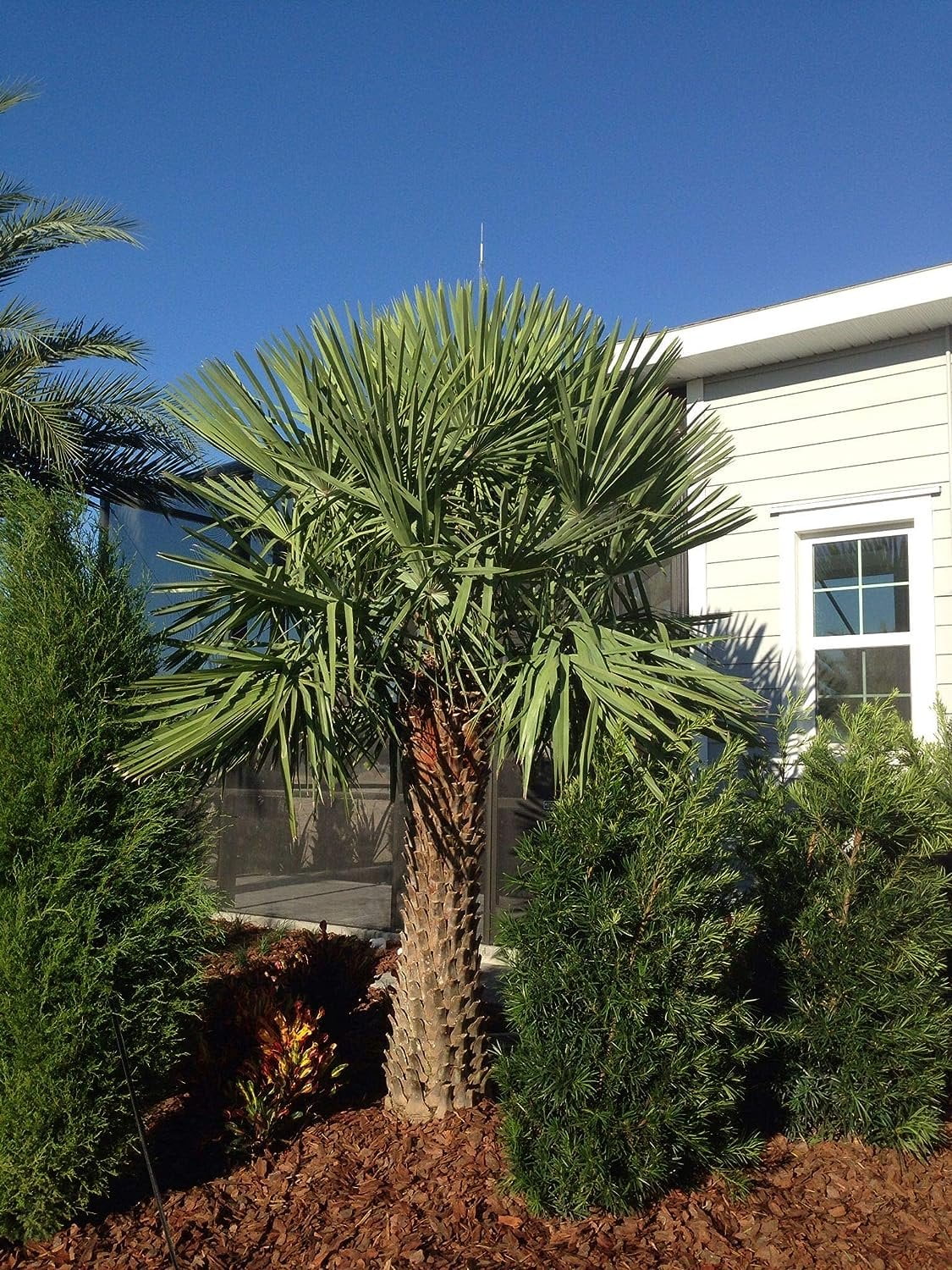 Caranday Wax Palm - 3 Live Plants in 4 Inch Pots - Copernicia Alba ...
