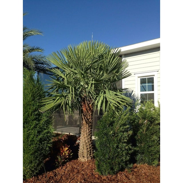 Caranday Wax Palm - 5 Live Plants in 4 Inch Pots - Copernicia Alba ...