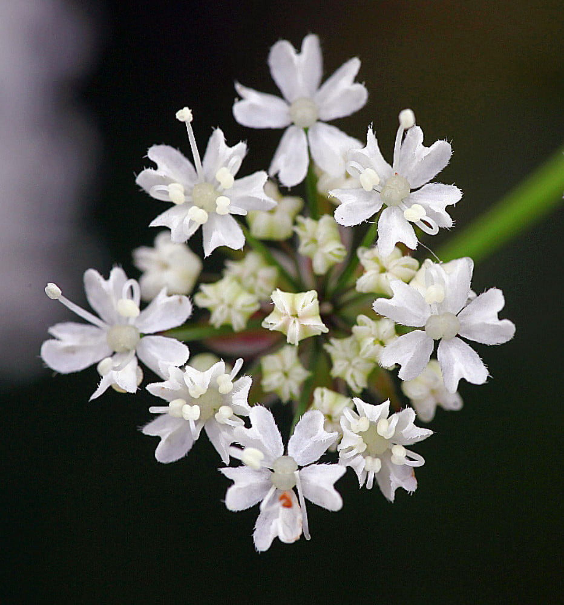 Caraway Herb - Carum carvi - 3" Pot - Live Plant - Walmart.com