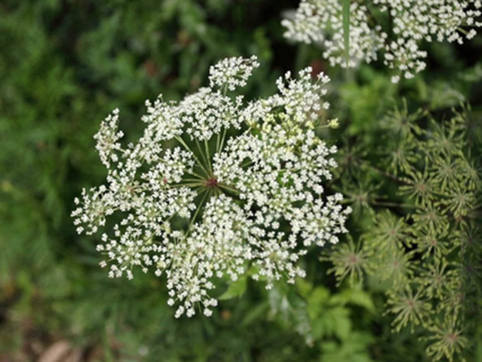 Caraway Seeds/ Biennial/ Full Sun/ 40K Seeds 1/4lb/ Zellajake Farm and ...