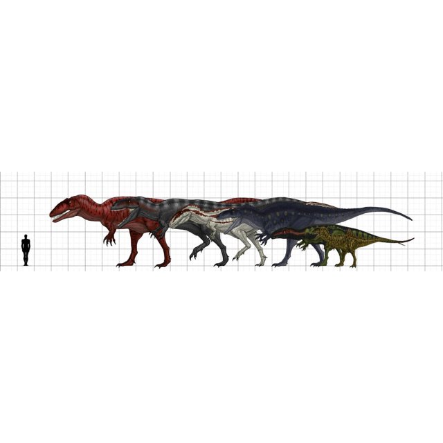 Carcharodontosauridae size chart, featuring Carcharodontosaurus ...