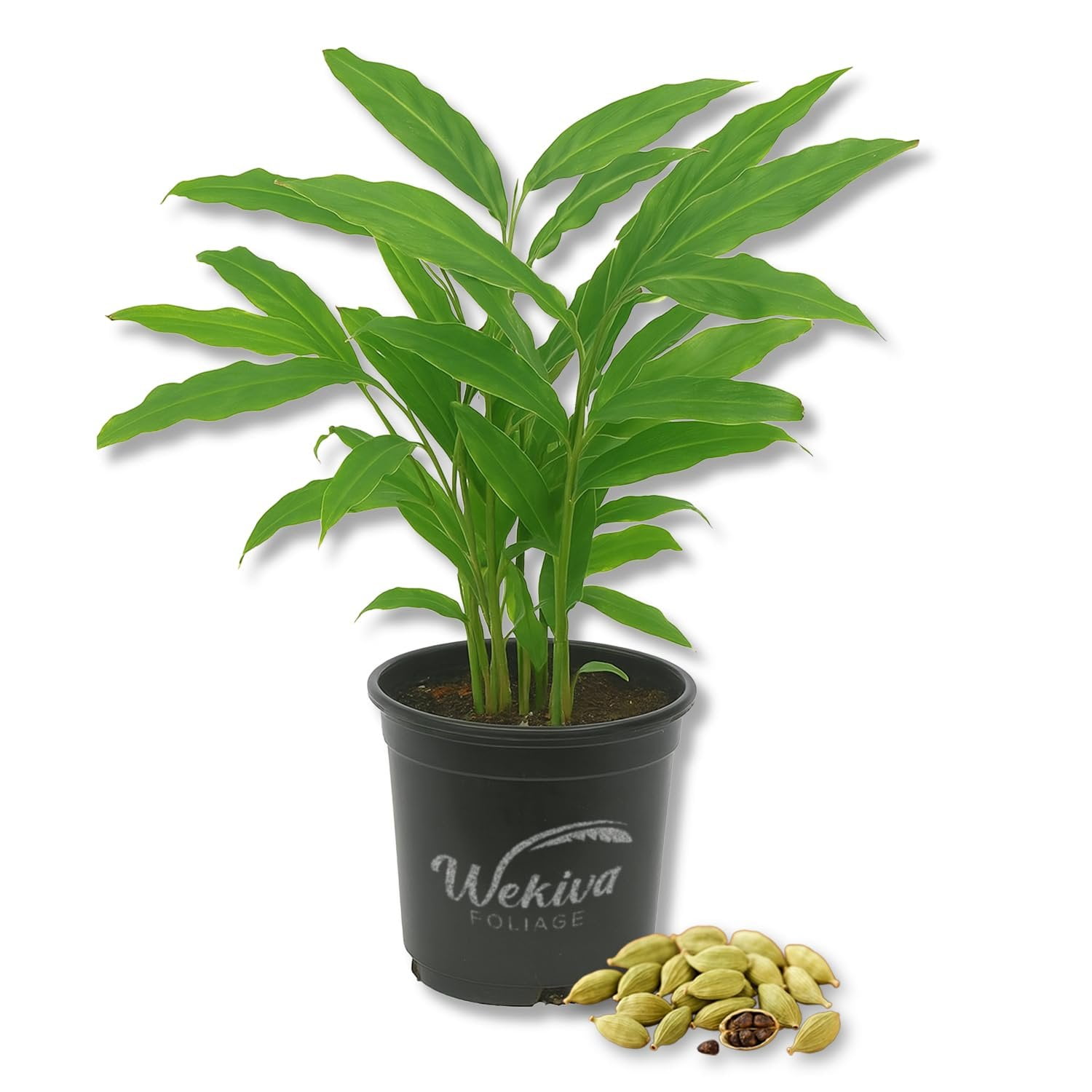 Cardamom Plant - Live Plant in a 4 Inch Growers Pot - Exotic Fragrant ...
