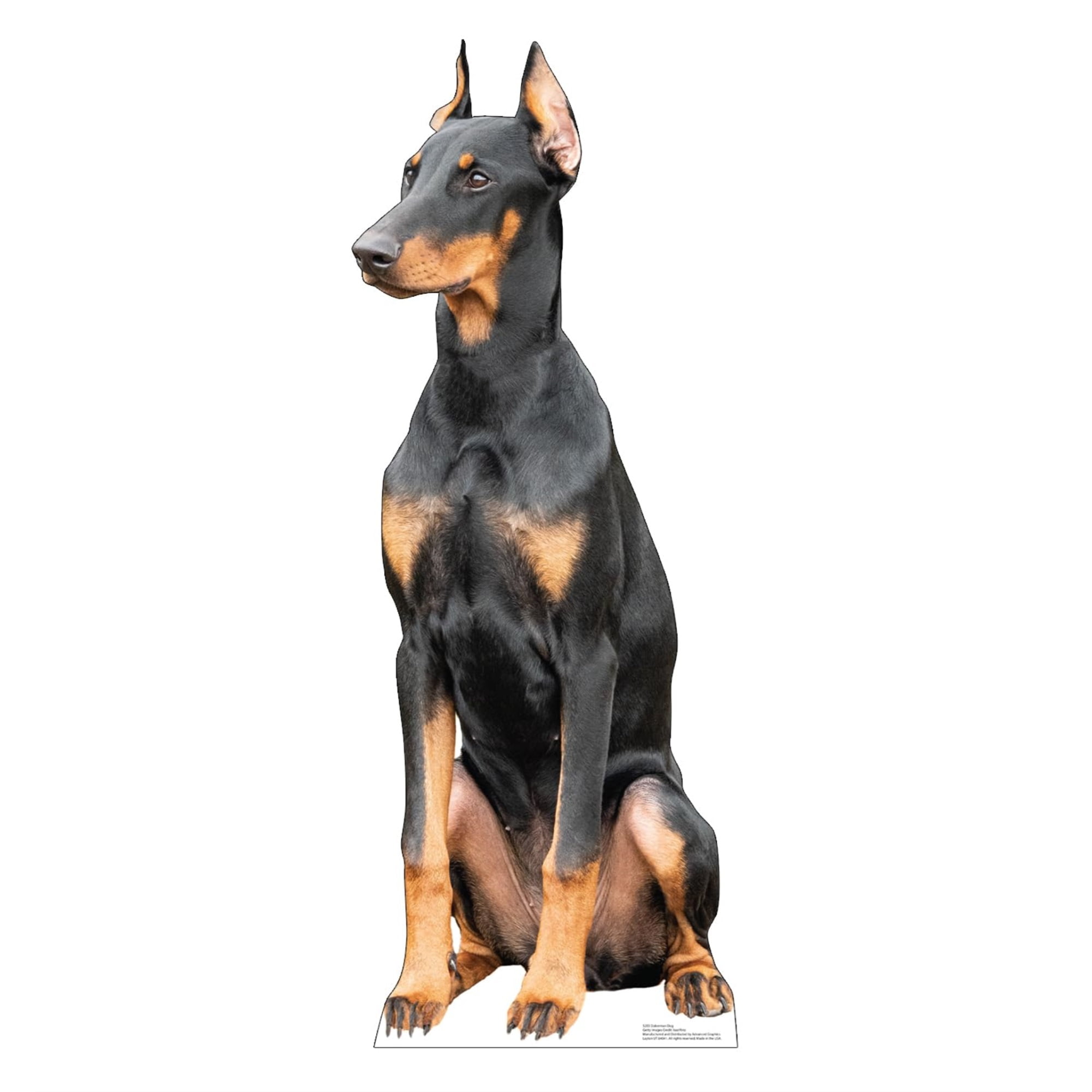 Cardboard People Doberman Dog Life Size Cardboard Cutout Standup - Made ...