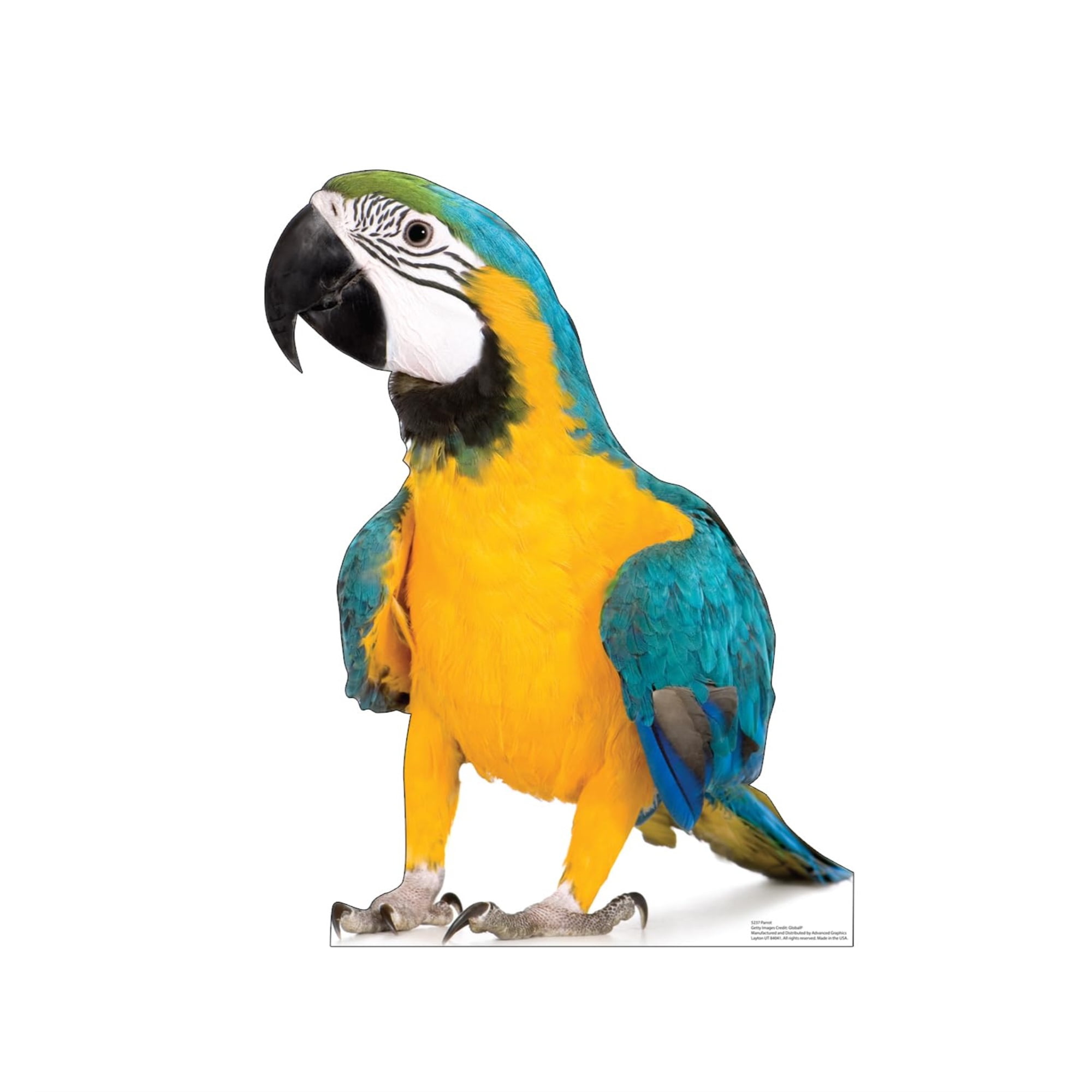 Cardboard People Parrot Life Size Cardboard Cutout Standup - Made in ...